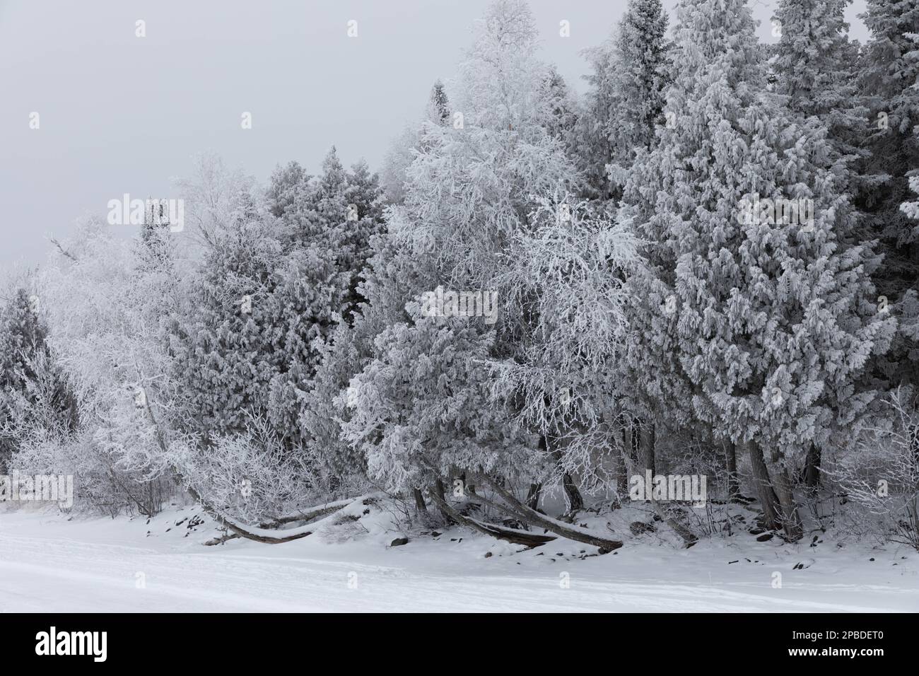 Hoar frost covers trees and forms feathery crystals in the humid ...