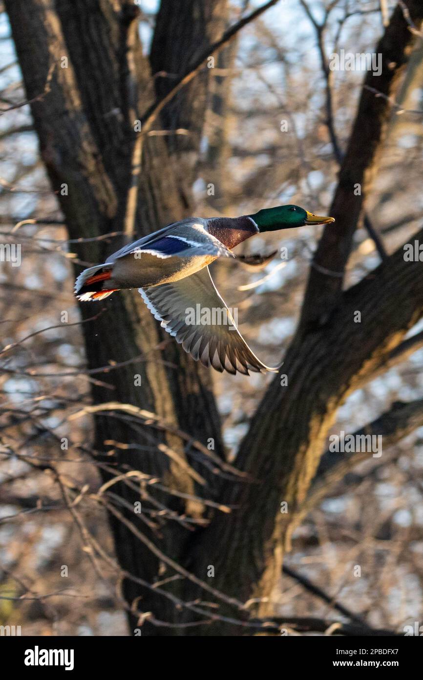 A duck in flight during the fall months is a joy to see for any ...