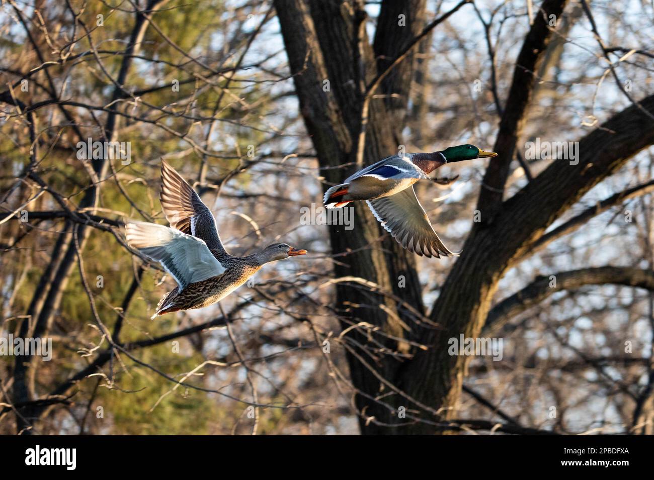 Mallards in flight hi-res stock photography and images - Alamy