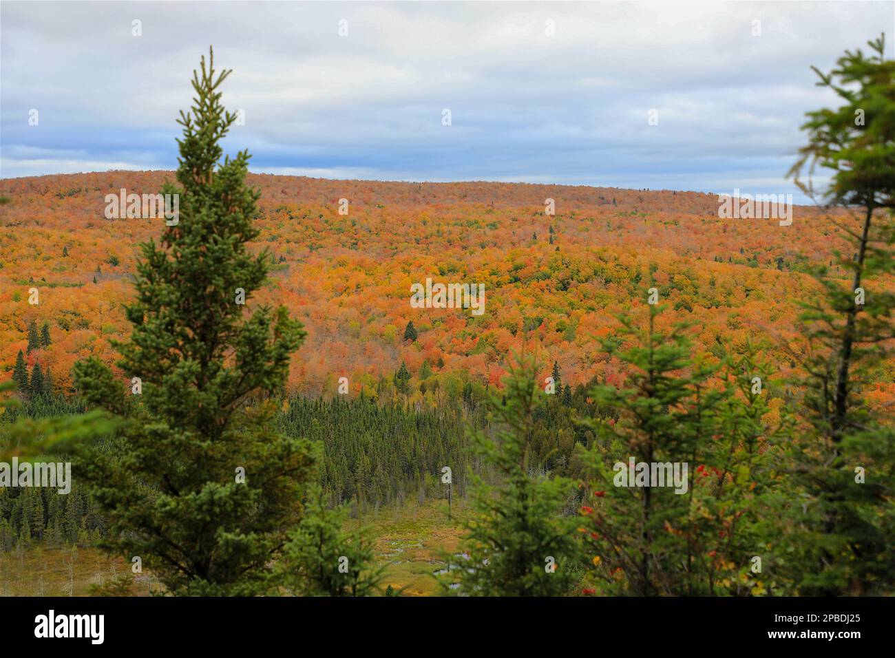 Colorful Fall Leaves and Tree Foliage on the Lake Superior Hiking Trail ...