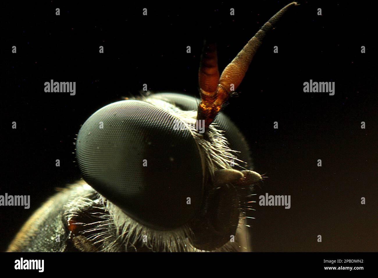 Macro images of flies eyes Stock Photo - Alamy