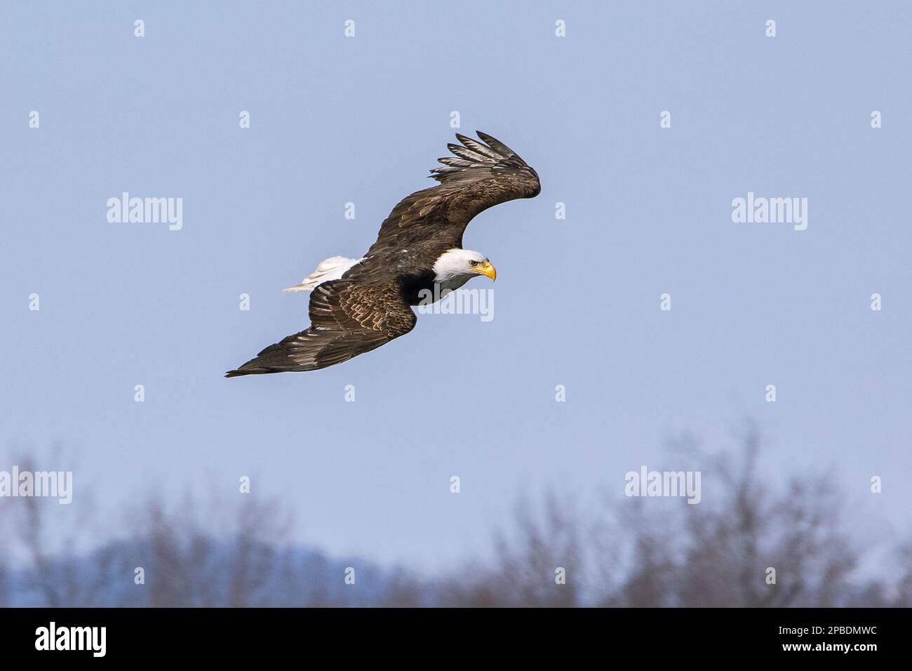 Soaring Bald Eagle in Flight over Mississippi River Stock Photo - Alamy