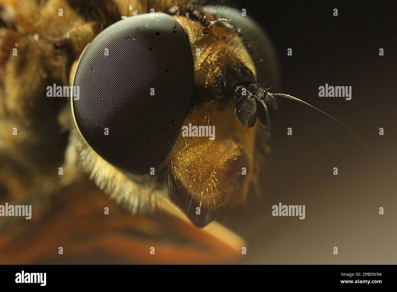 Macro images of flies eyes Stock Photo - Alamy
