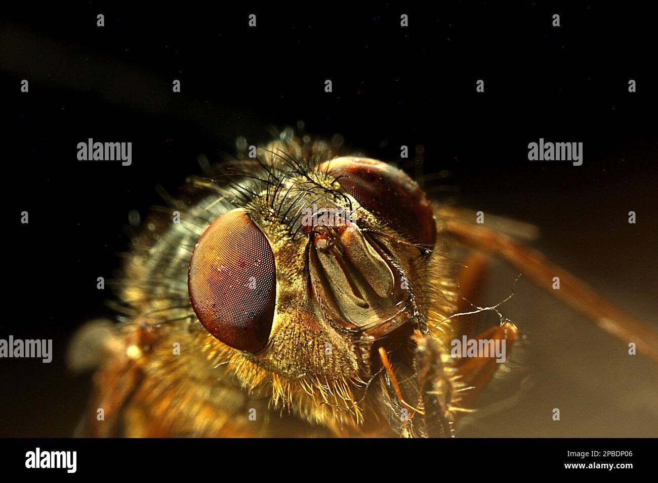Macro images of flies eyes Stock Photo - Alamy