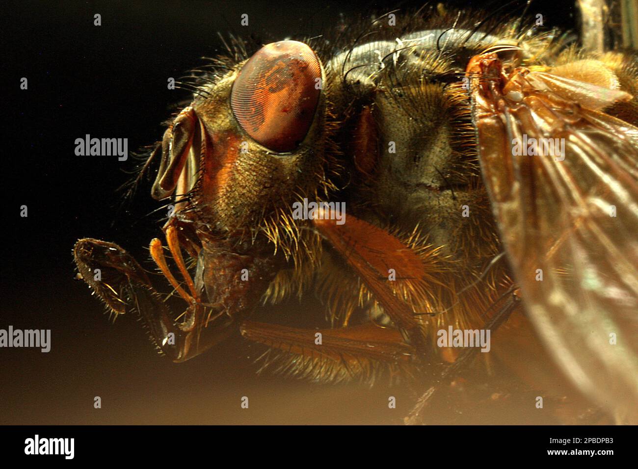Macro images of flies eyes Stock Photo - Alamy