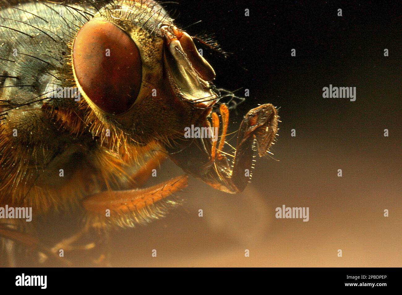 Macro images of flies eyes Stock Photo - Alamy