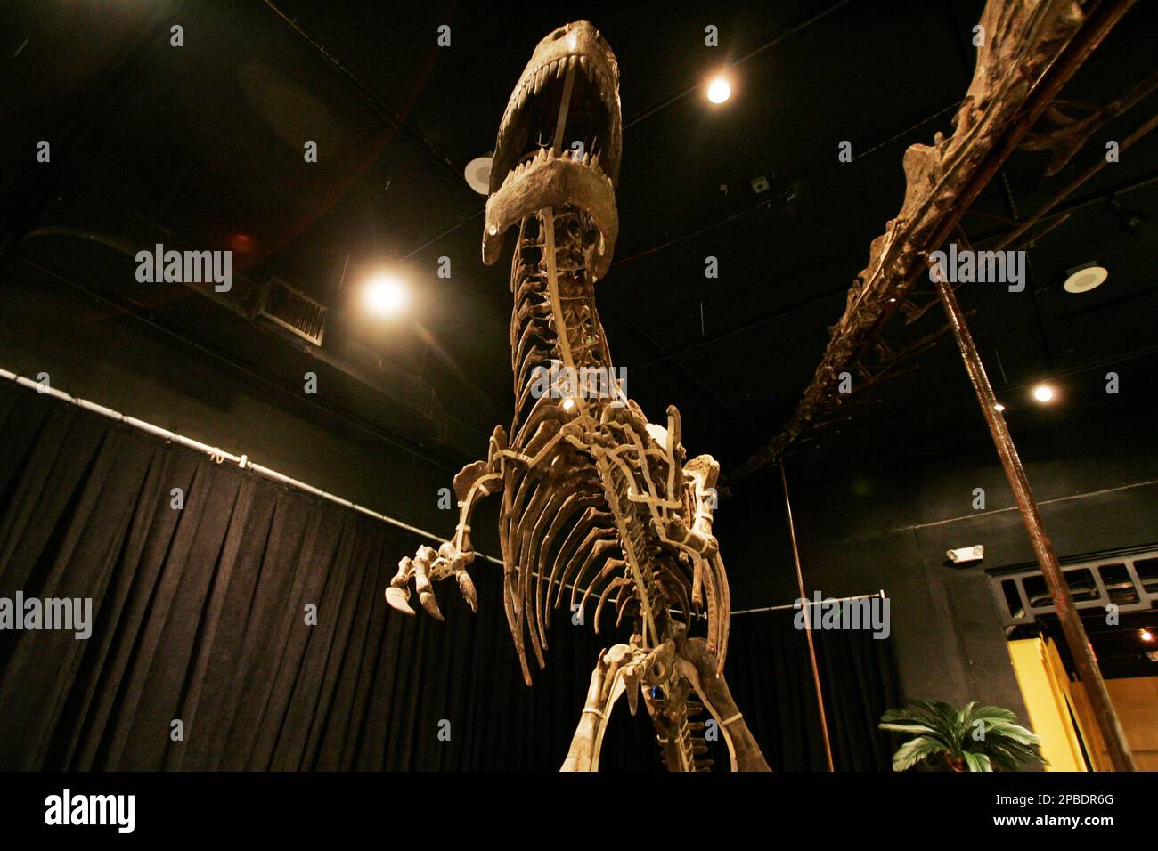 One of 14 giant mounted dinosaur skeletons on loan from China is shown ...