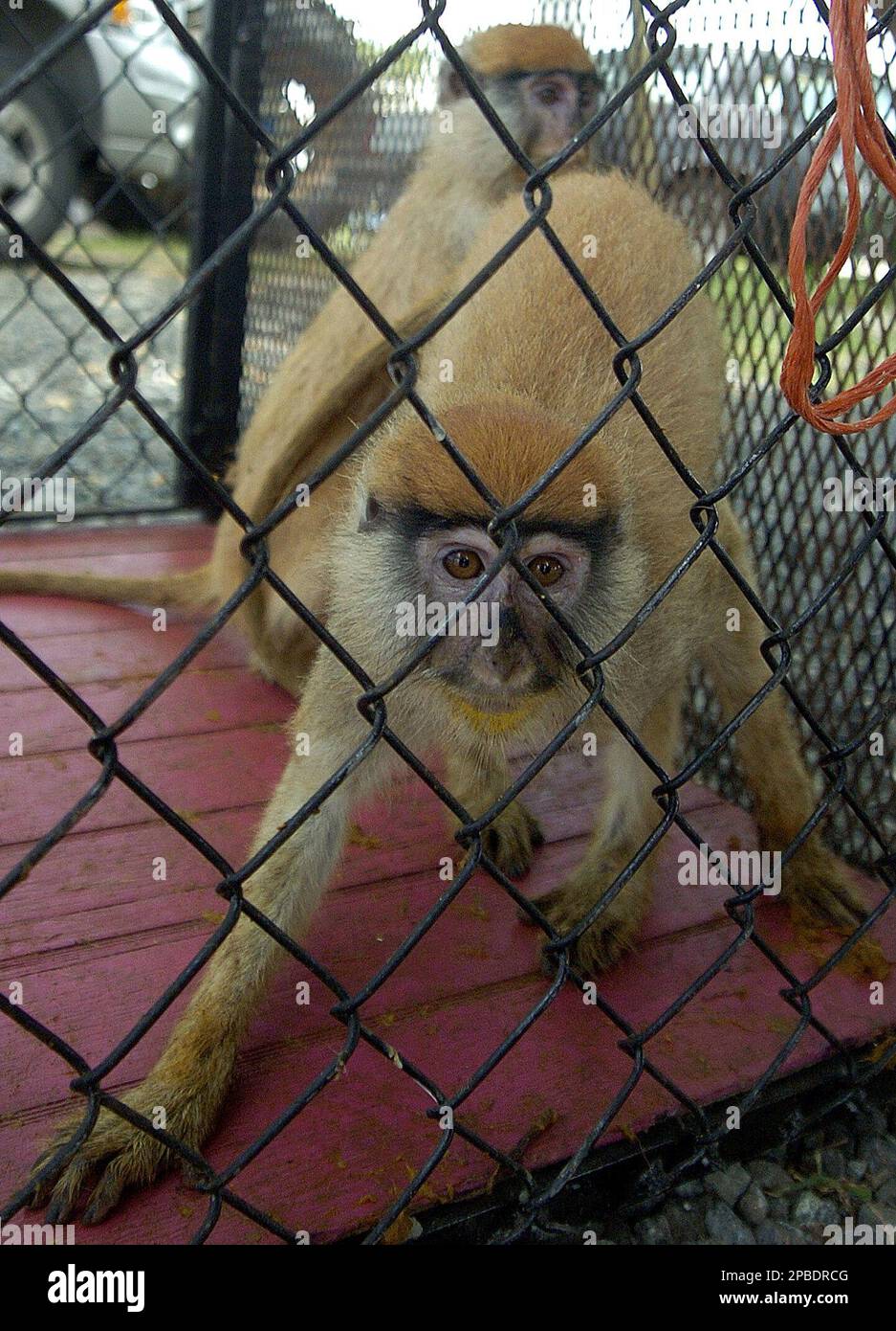 Two Rhesus monkeys or Macaca mulatta are shown after being captured by ...