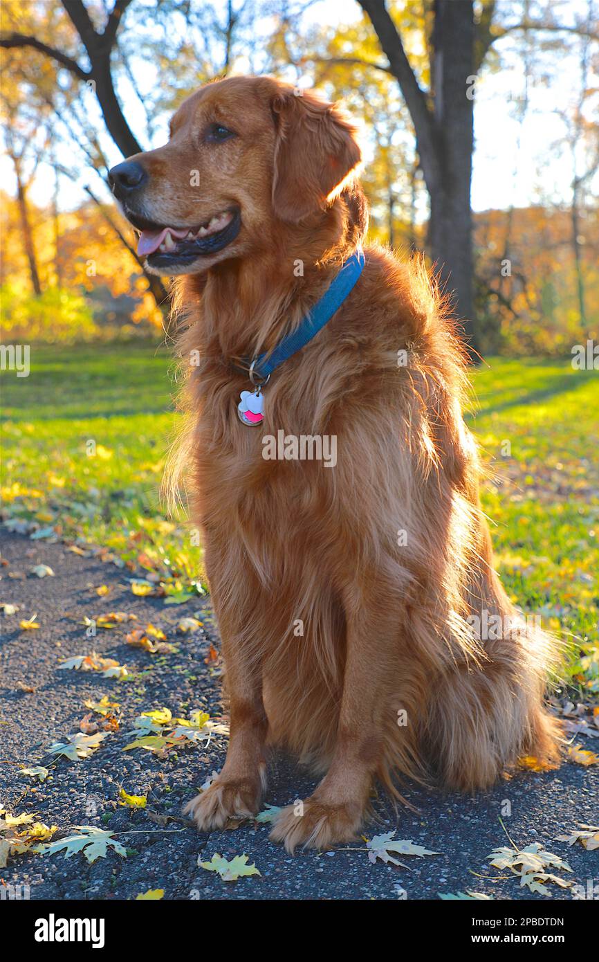 Golden retriever in autumn fall foliage Stock Photo - Alamy