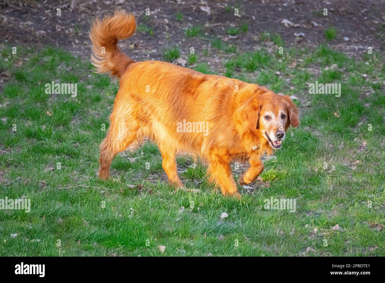 Golden retriever in the golden hour sunlight Stock Photo - Alamy
