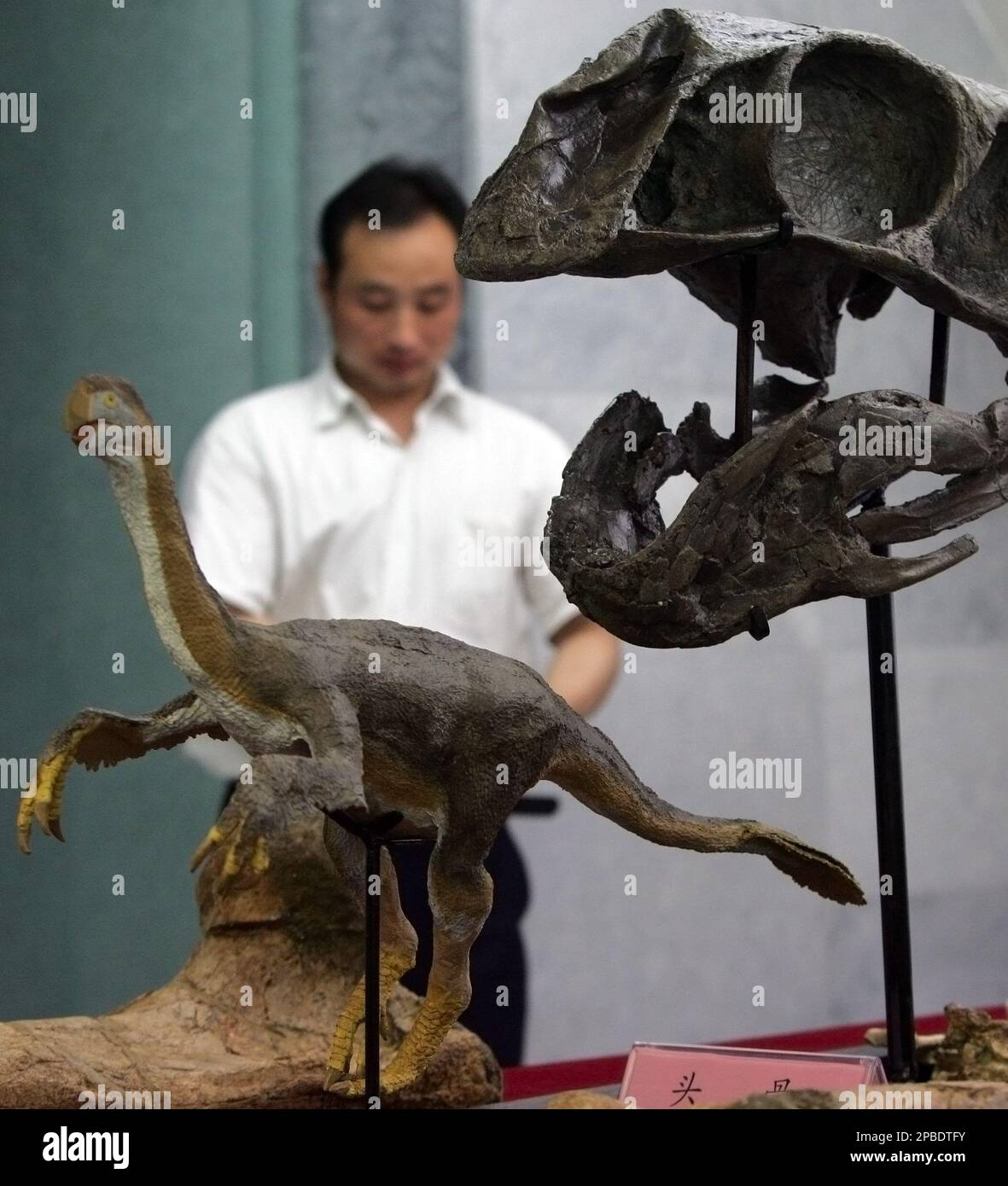 A Chinese man stands near the replica of a fossilized skull and a small ...