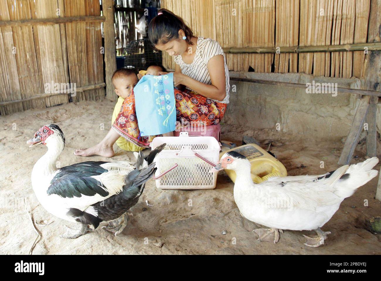Ducks walk past a Hmong tribal mother and her son at a bamboo house in ...
