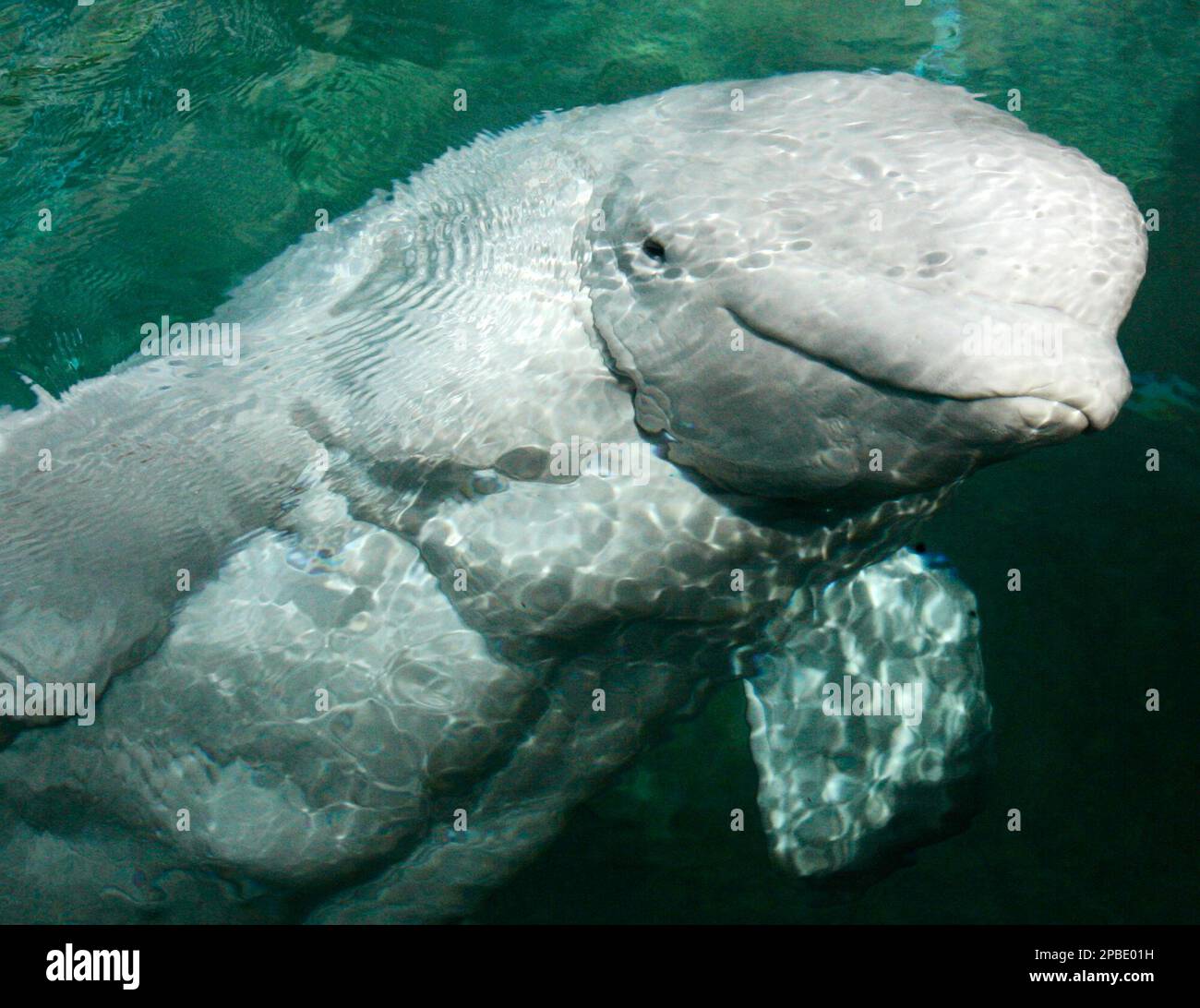 Qannik, a 6-year-old beluga whale, swims in a tank at his new home at ...