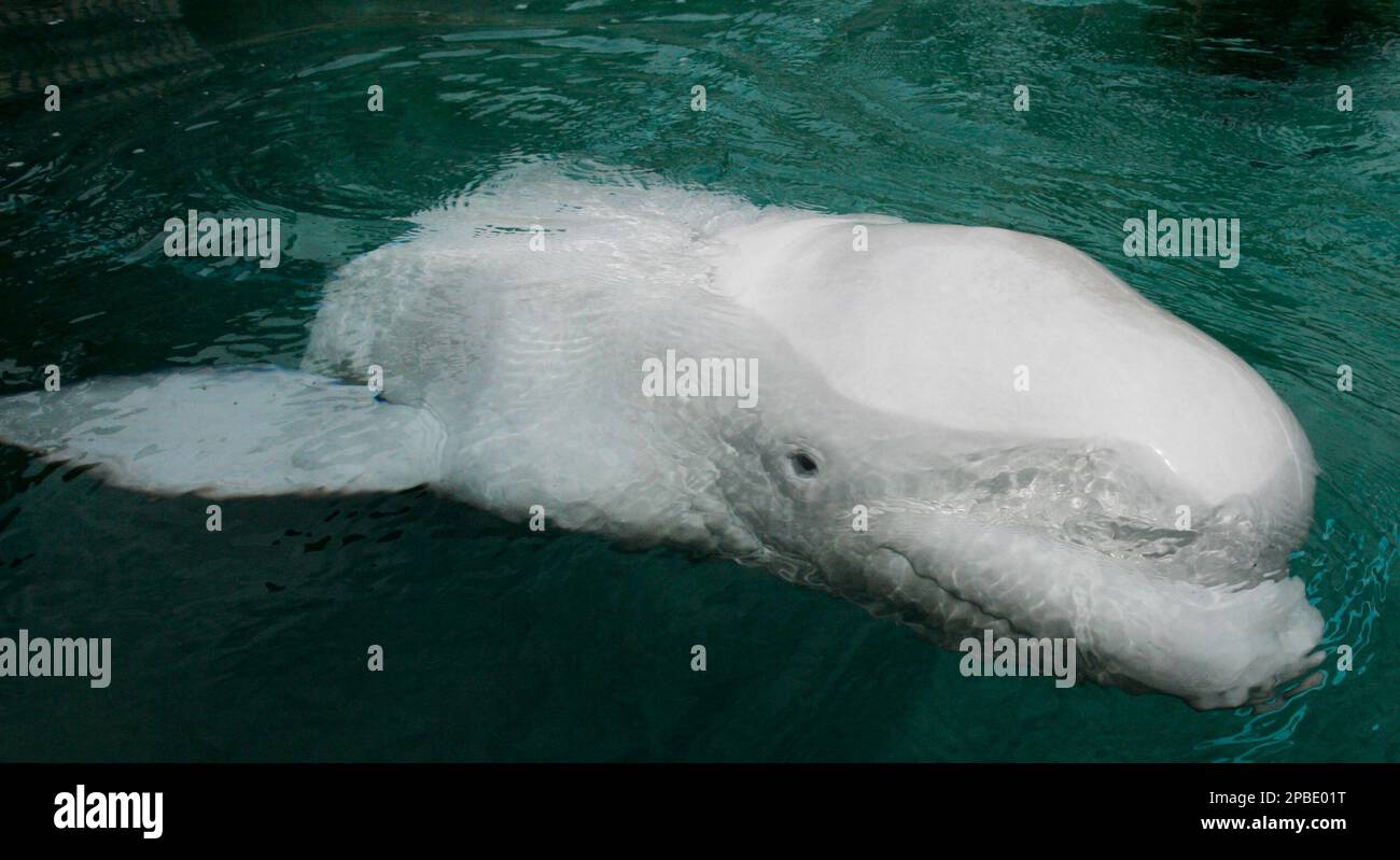 Qannik, a 6-year-old beluga whale, swims in a tank at his new home at ...