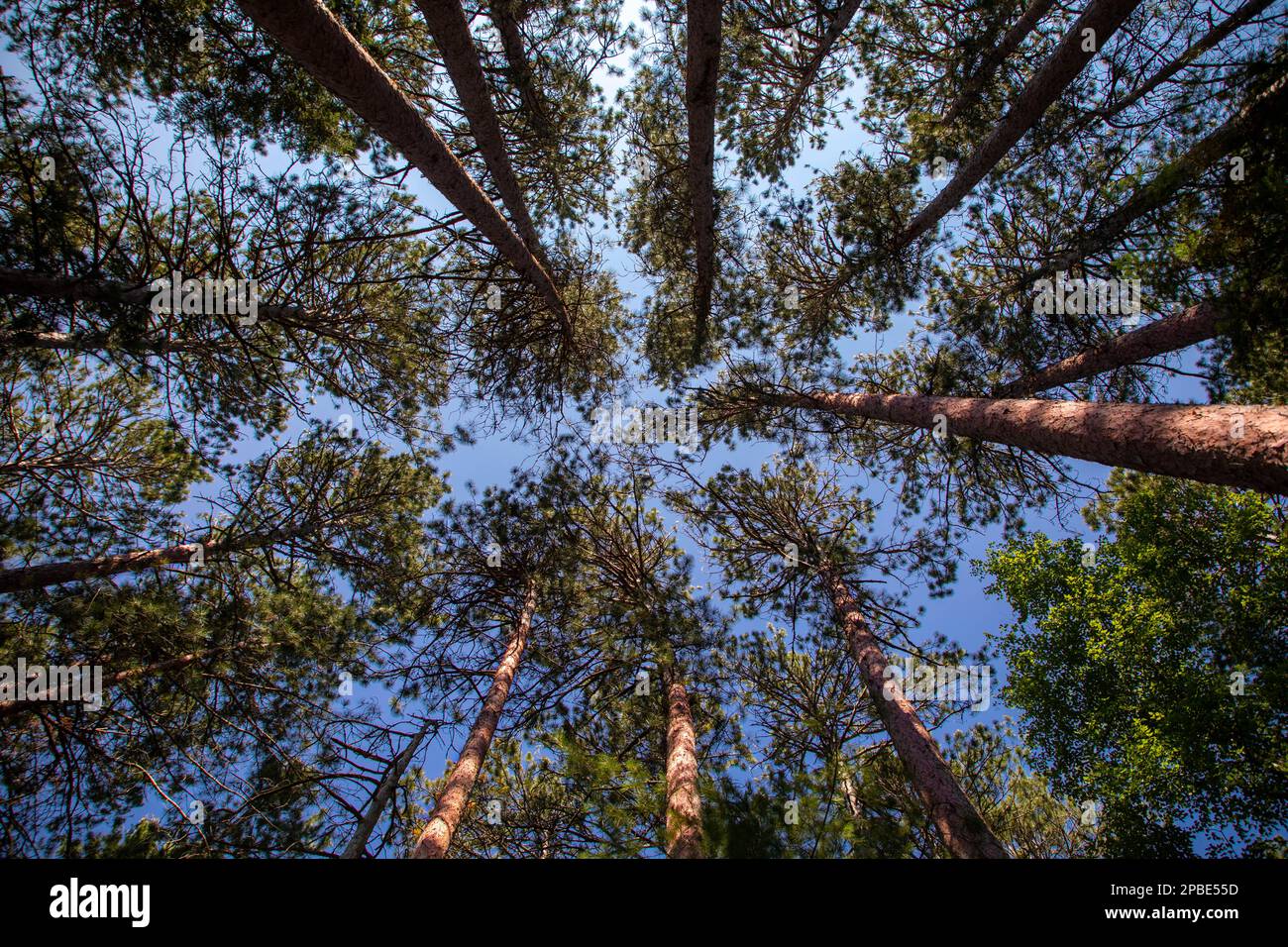 Towering Red Pine Tree Canopy in Minnesota Lost Forty Forest Park Stock ...