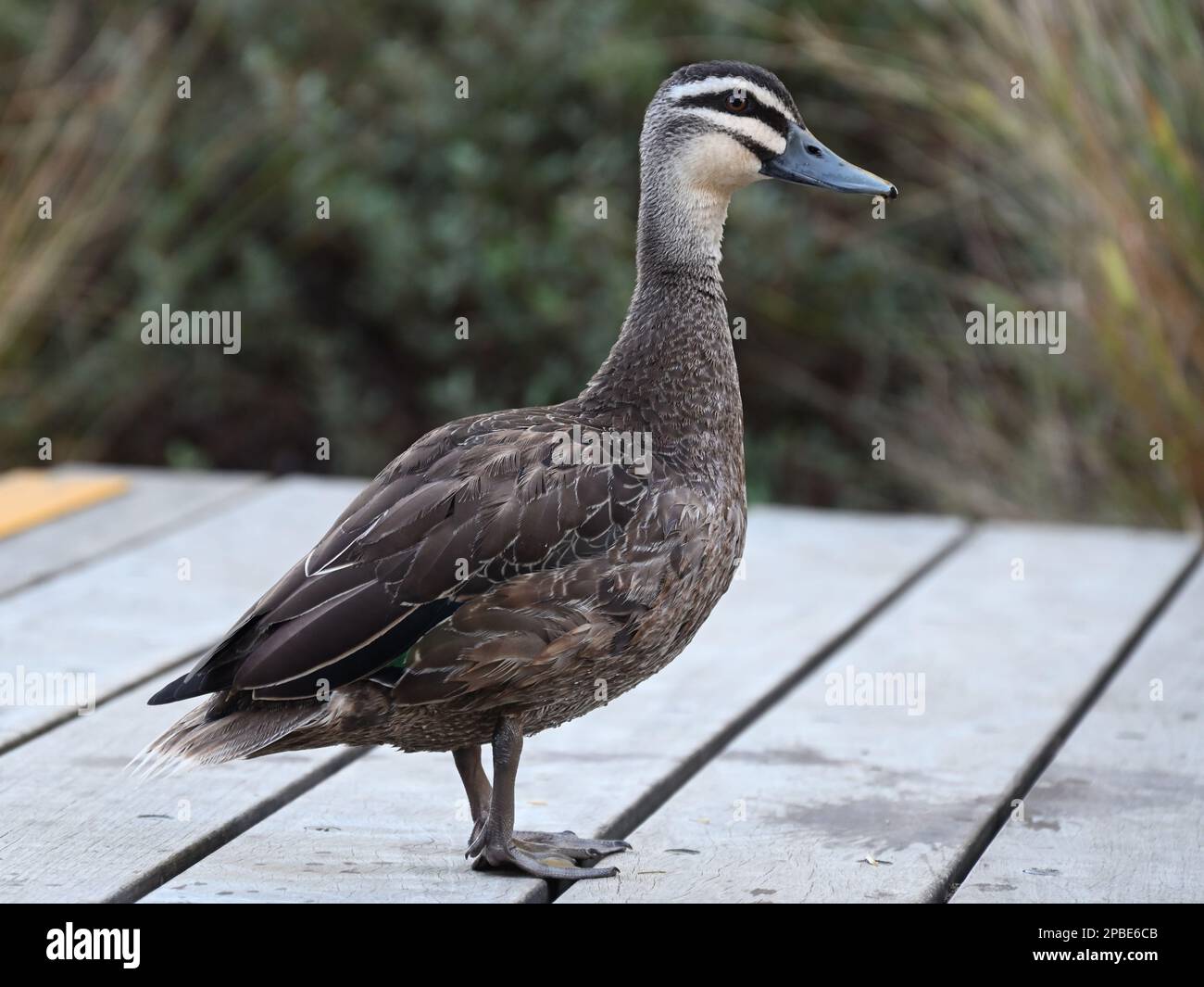 Side view of a Pacific black duck standing on a wooden platform or deck ...