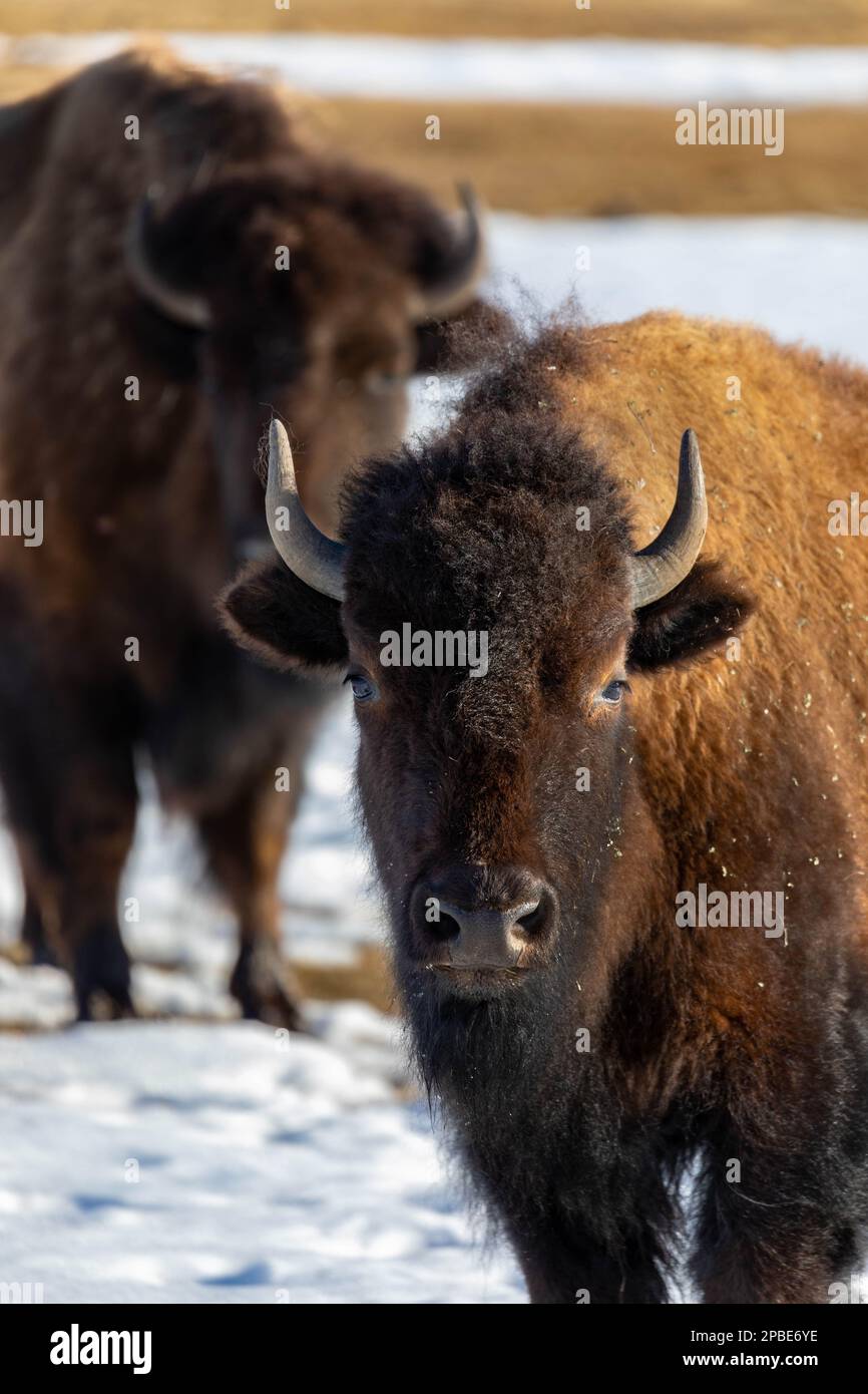 Mighty bison yellowstone national hi-res stock photography and images ...