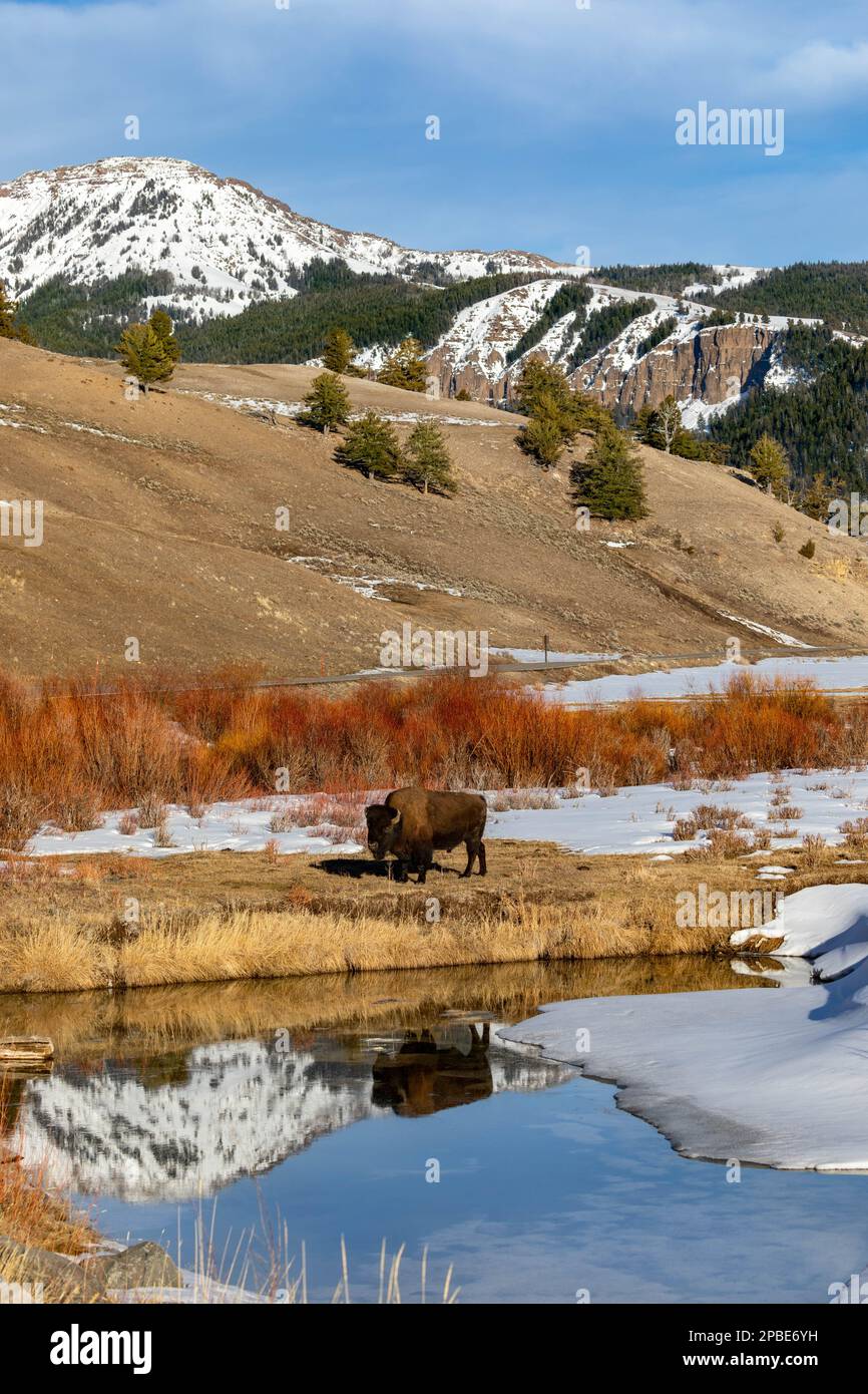 Bison reflecting in mountain lake scene at Yellowstone Stock Photo - Alamy