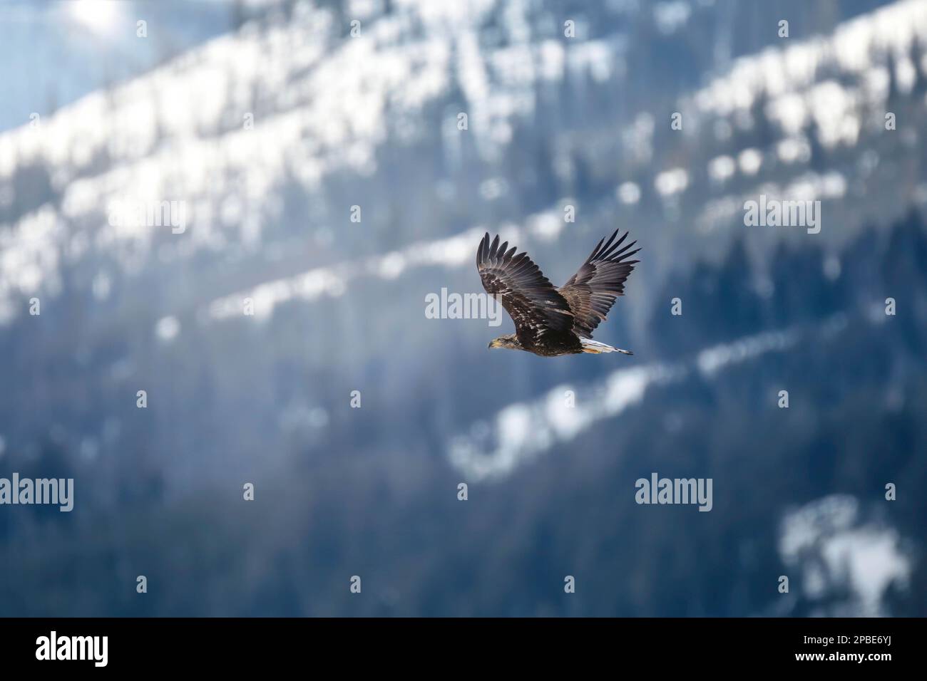An eagle soars over the Lamar River in Yellowstone National Park as the ...