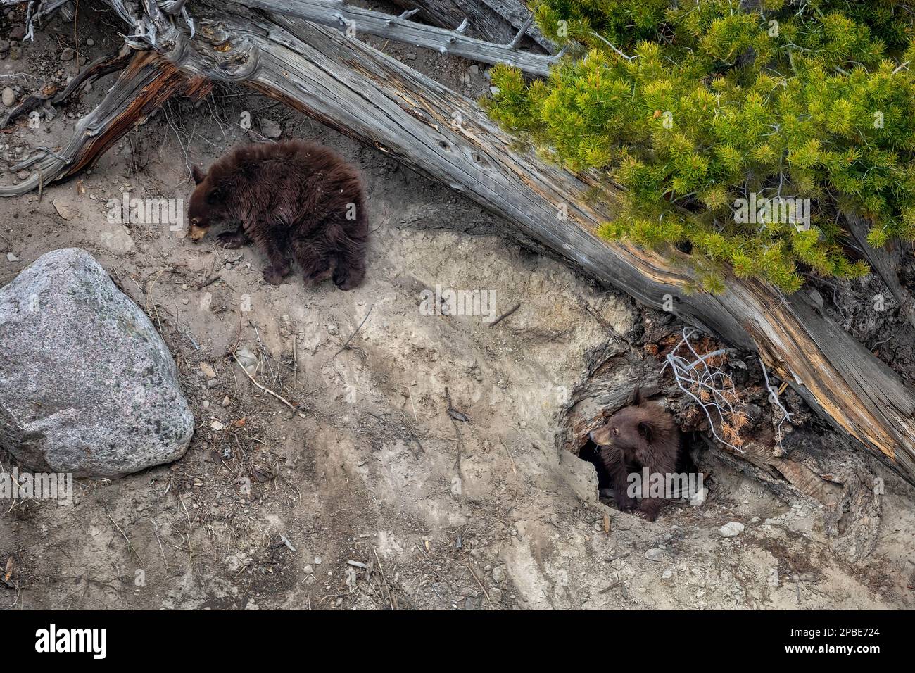 Bear cubs plays outside of their den on a warm spring day at ...