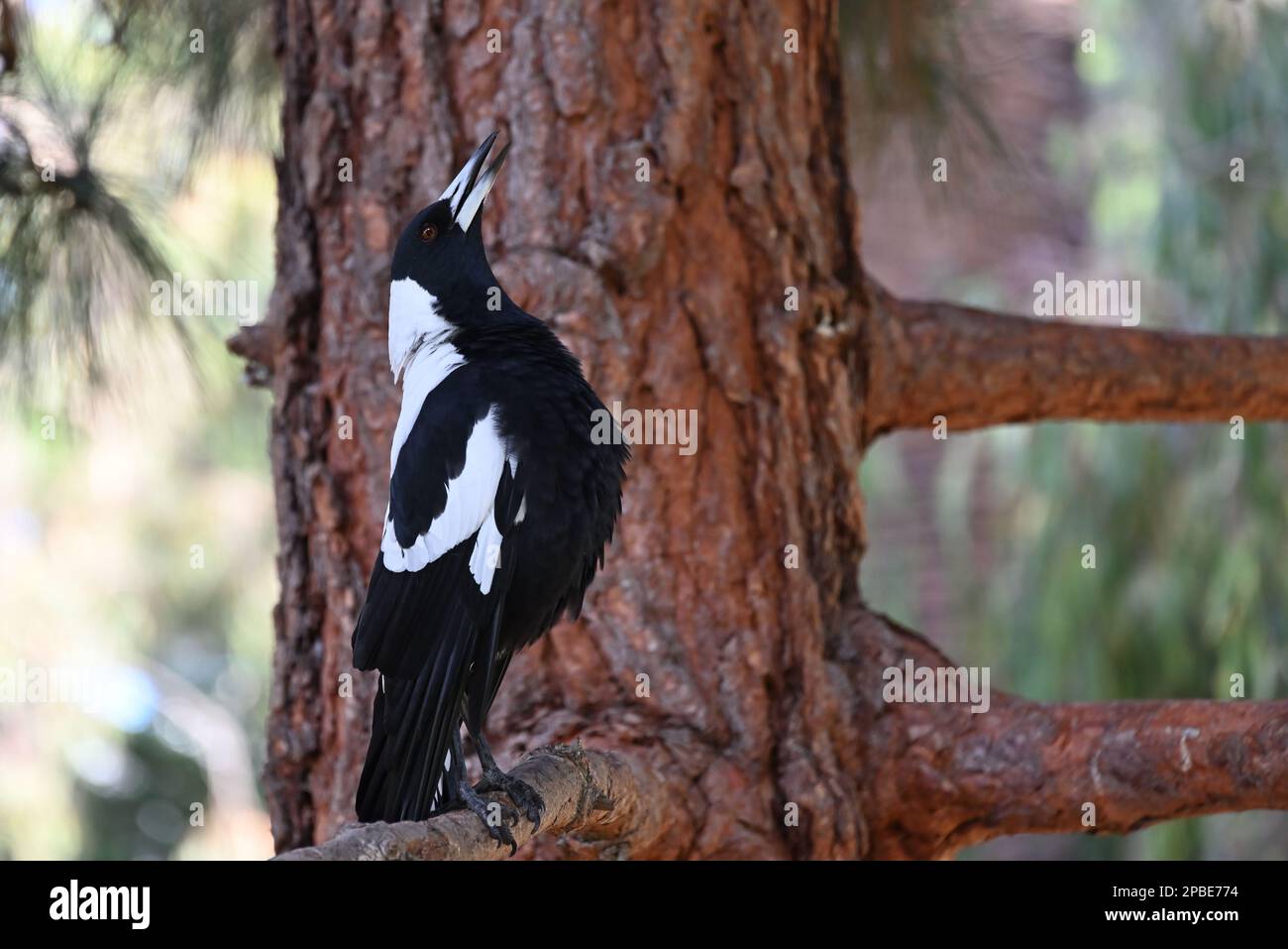 Australian magpie singing while perched on a tree branch, with the ...