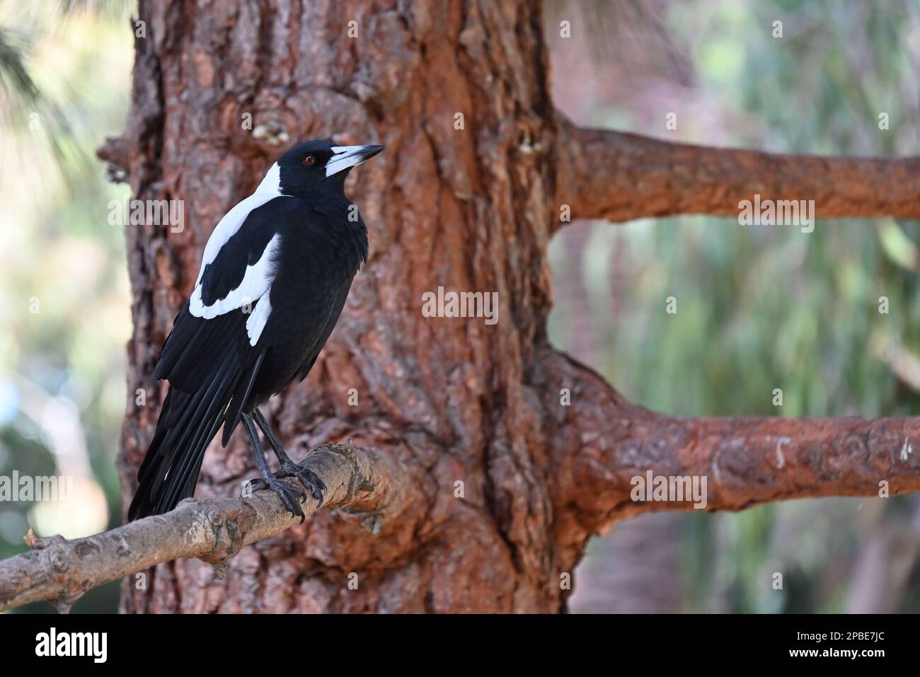 Side view of a male Australian magpie proudly perched on a tree branch ...