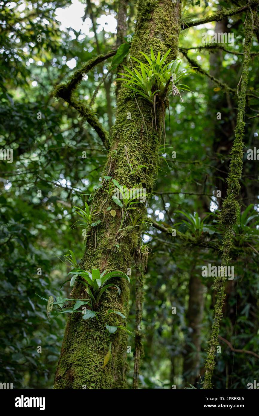 Lush foliage and flowers adorns the neotropical and montane cloud ...