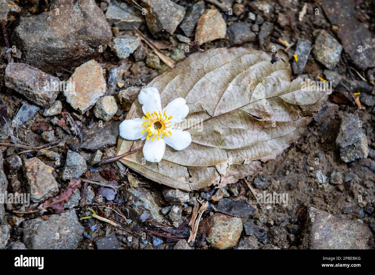 A fallen flower rests on the ground of the tropical rainforests of ...