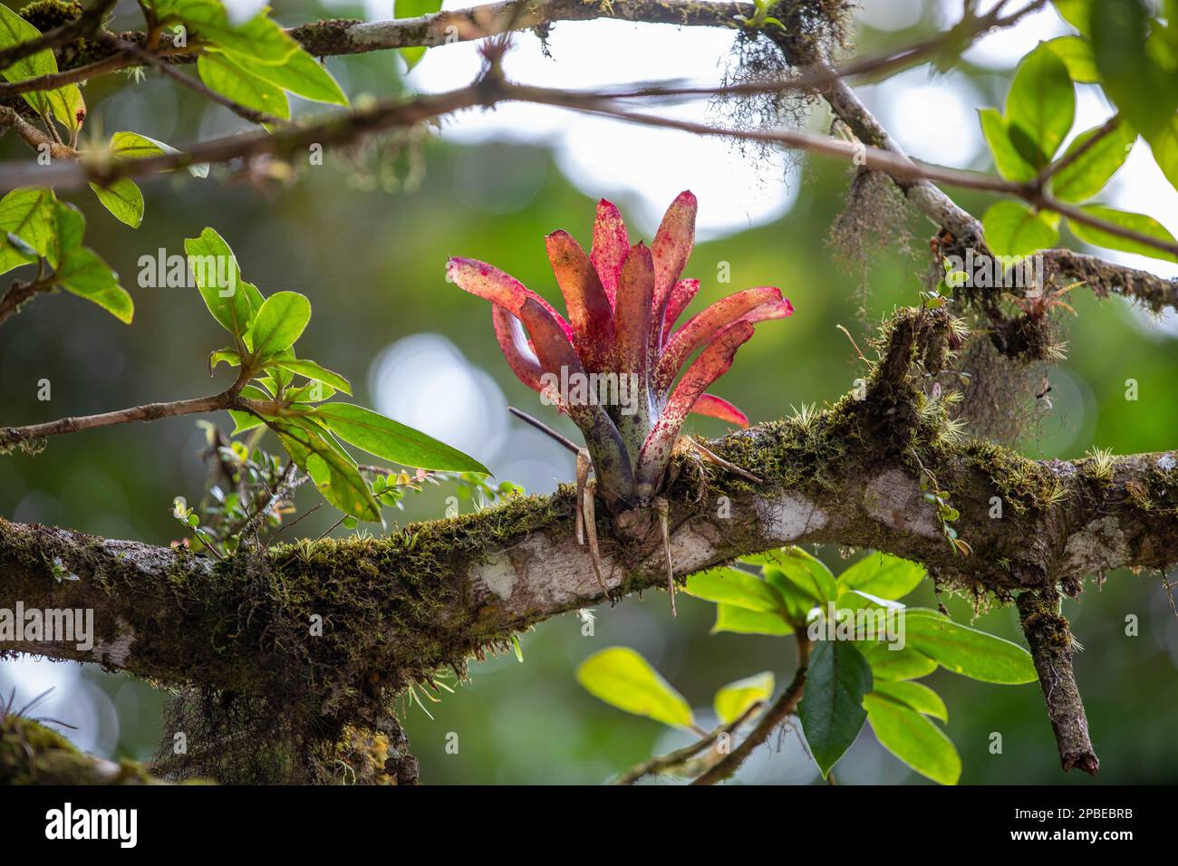 Lush foliage and flowers adorns the neotropical and montane cloud ...