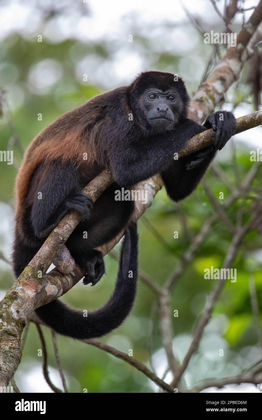Howler Monkey of Costa Rica Stock Photo - Alamy