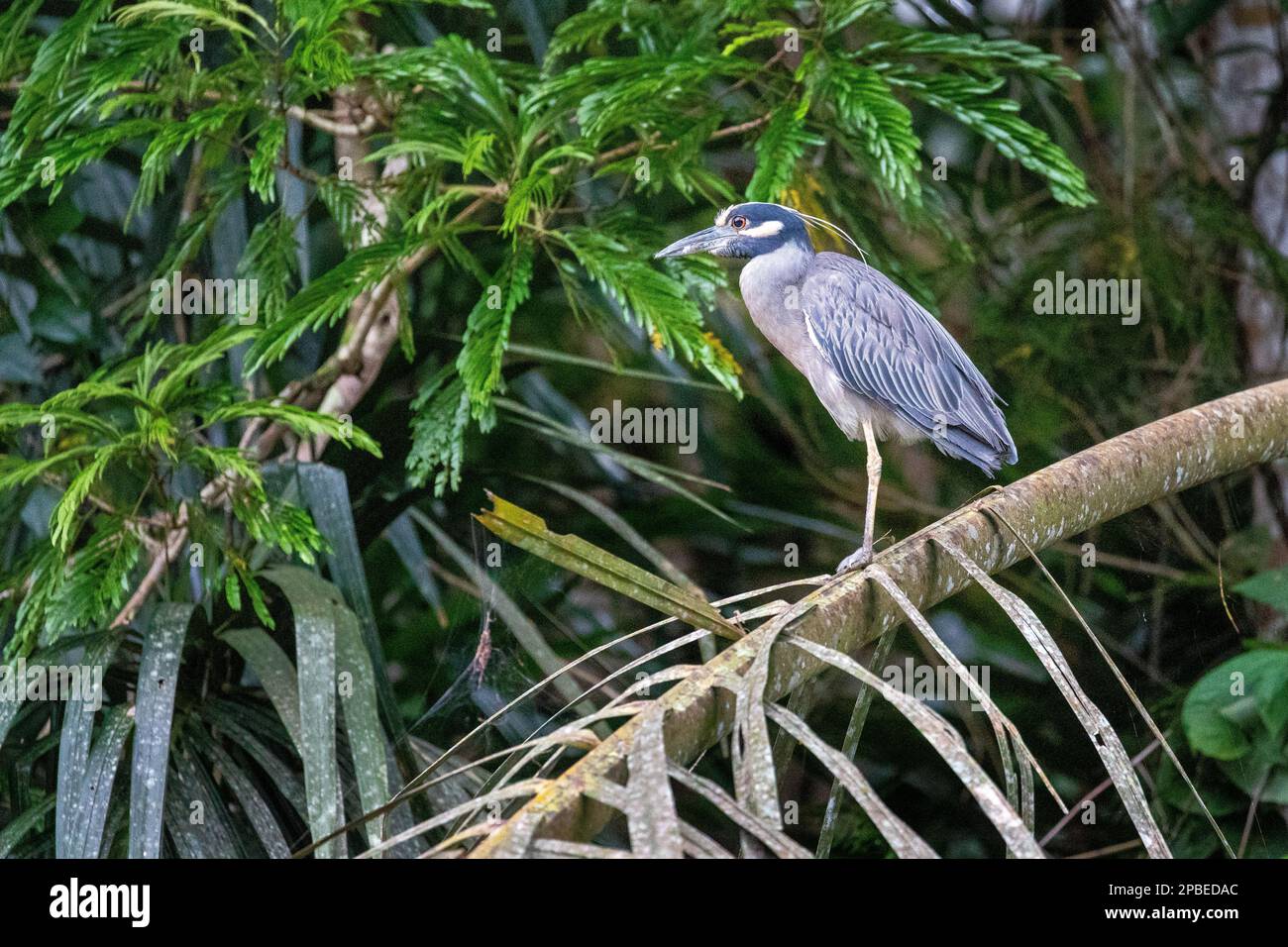 The Yellow-crowned Night-Heron perches high in a tree to observe its ...
