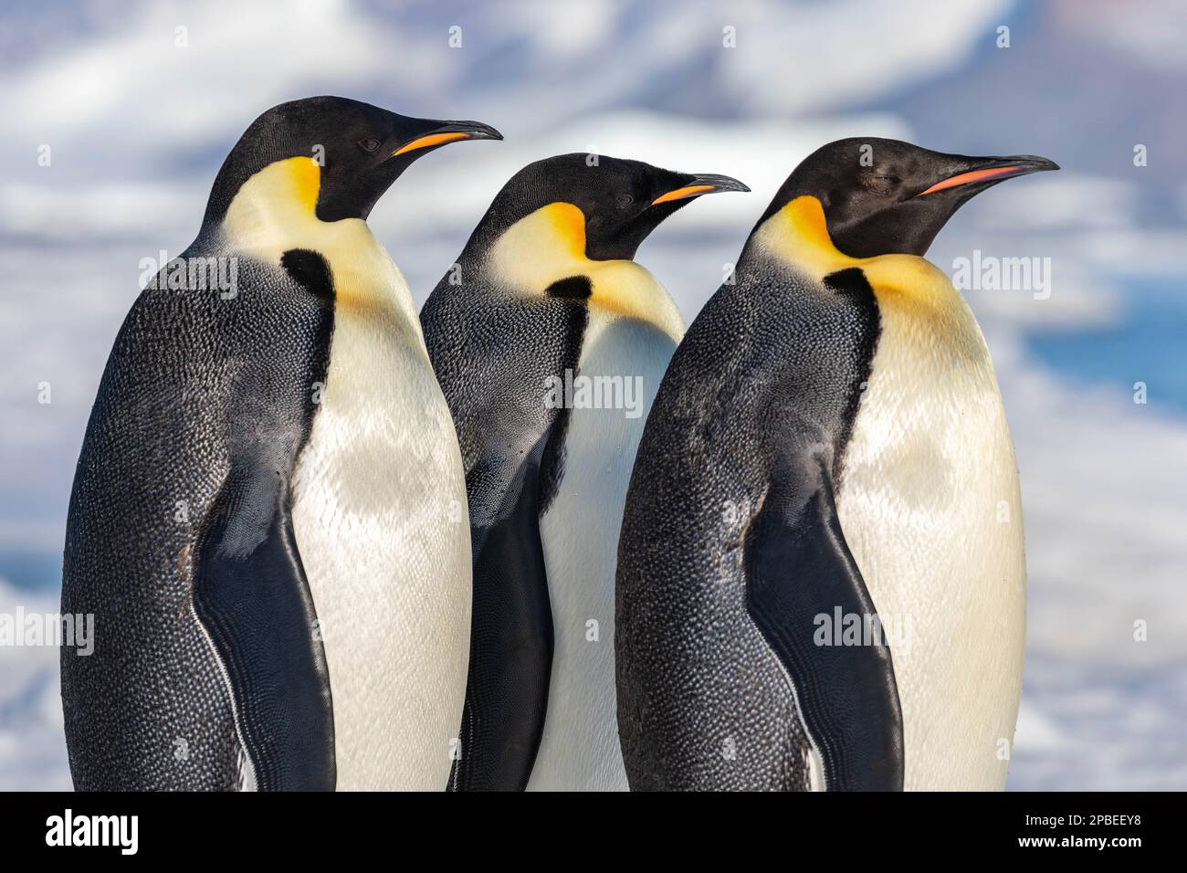 Emperor penguins near Snow Hill Antarctica walking on an ice flow Stock ...