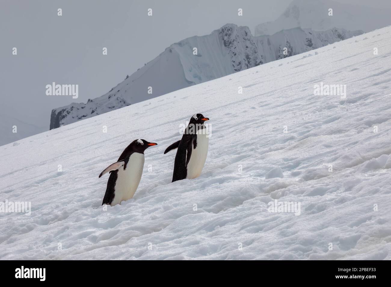 Penguins climb hi-res stock photography and images - Alamy