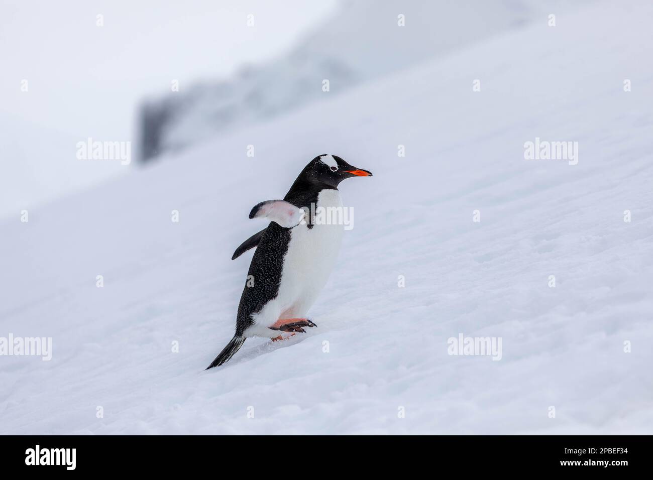 Gentoo penguins in Antarctica climbing a steep snow-covered ridge Stock ...