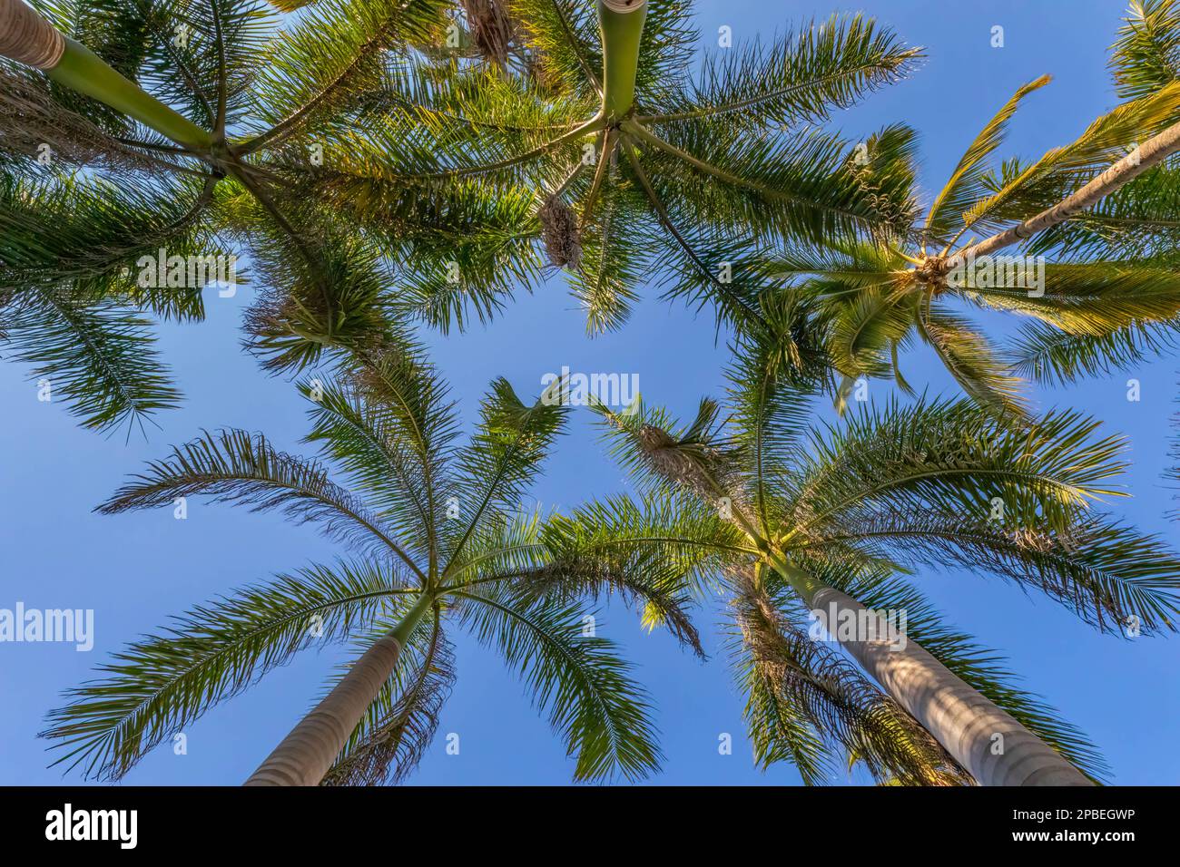 Palm Tree Canopy Overhead Stock Photo - Alamy