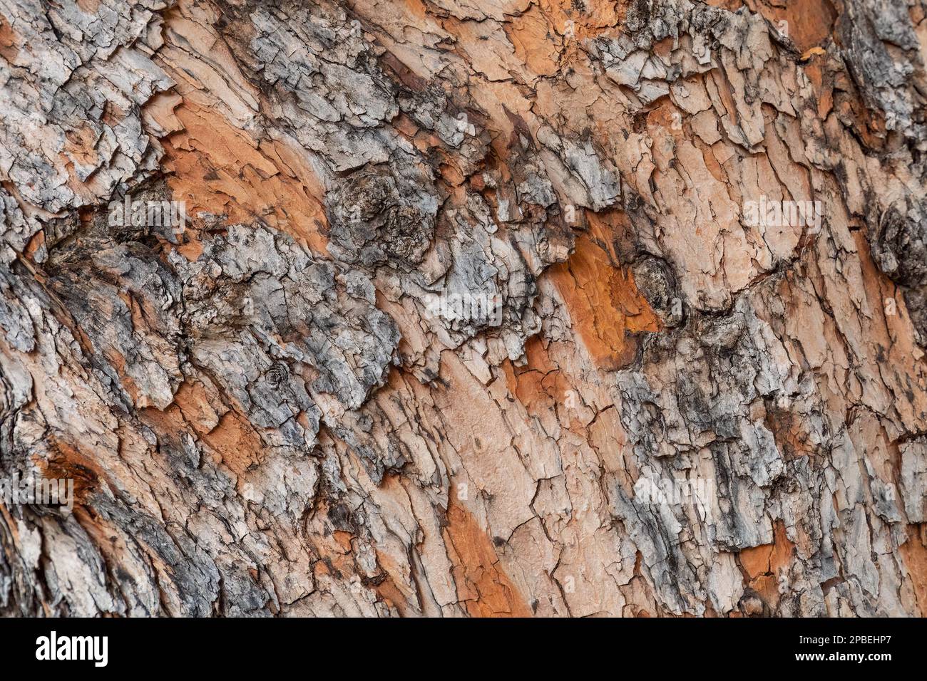 Colorful tree bark background texture from Sedona Arizona Stock Photo ...