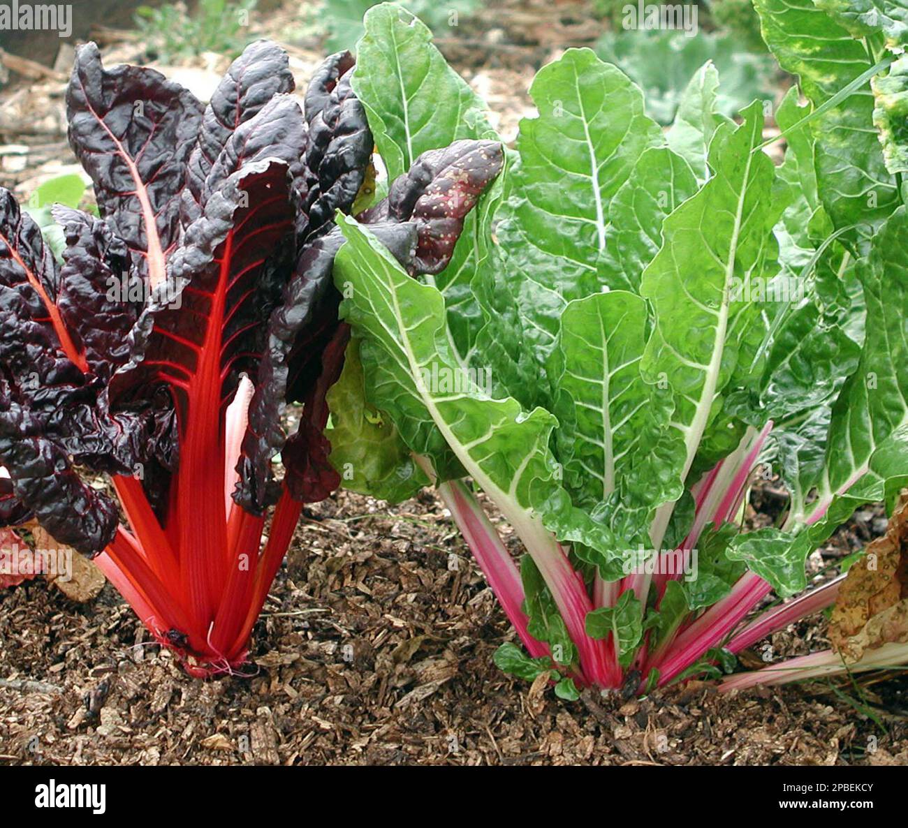 ** FOR USE WITH AP LIFESTYLES ** Two Bright Lights Swiss chard plants ...