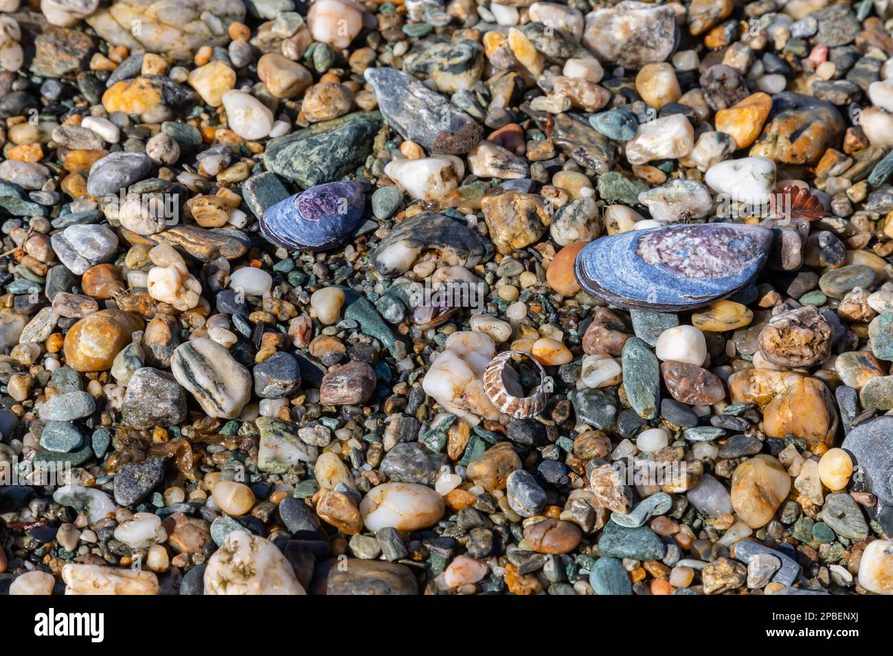 Colorful shells and stones glisten in the light on the Beagle Channel ...