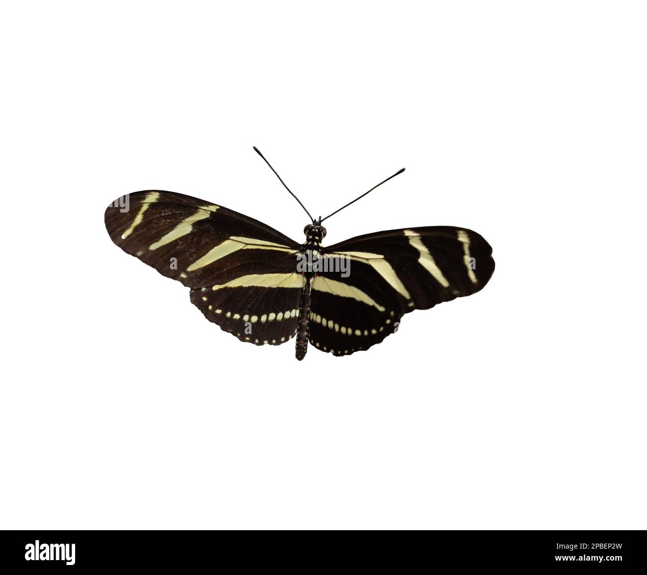 detailed closeup of a yellow and black zebra long wing butterfly cutout ...