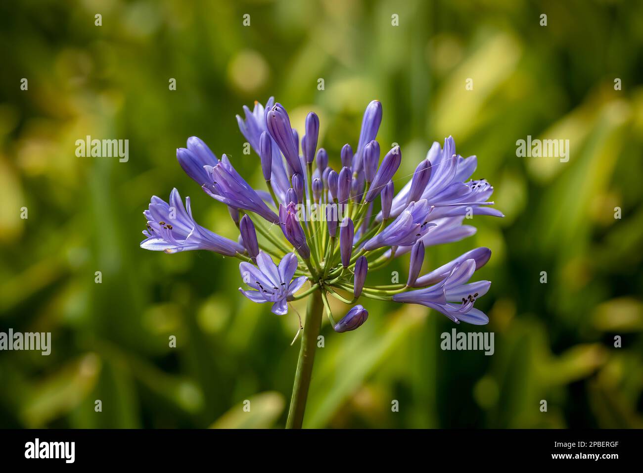An African Lily bursts in spring color in the summer sunlight Stock ...