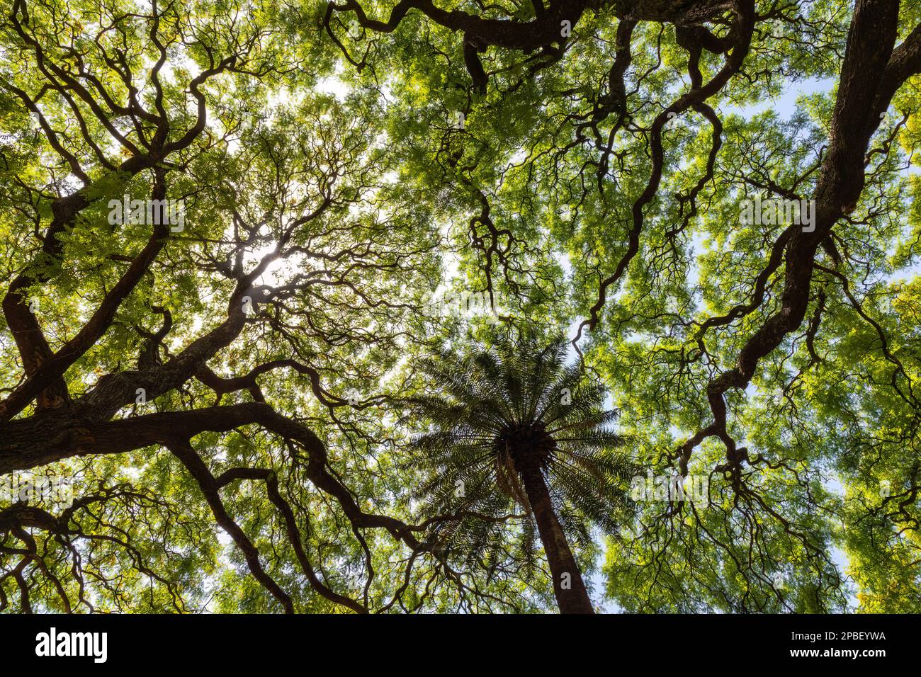 Looking up into the tree canopy in Buenos Aires Argentina Stock Photo ...