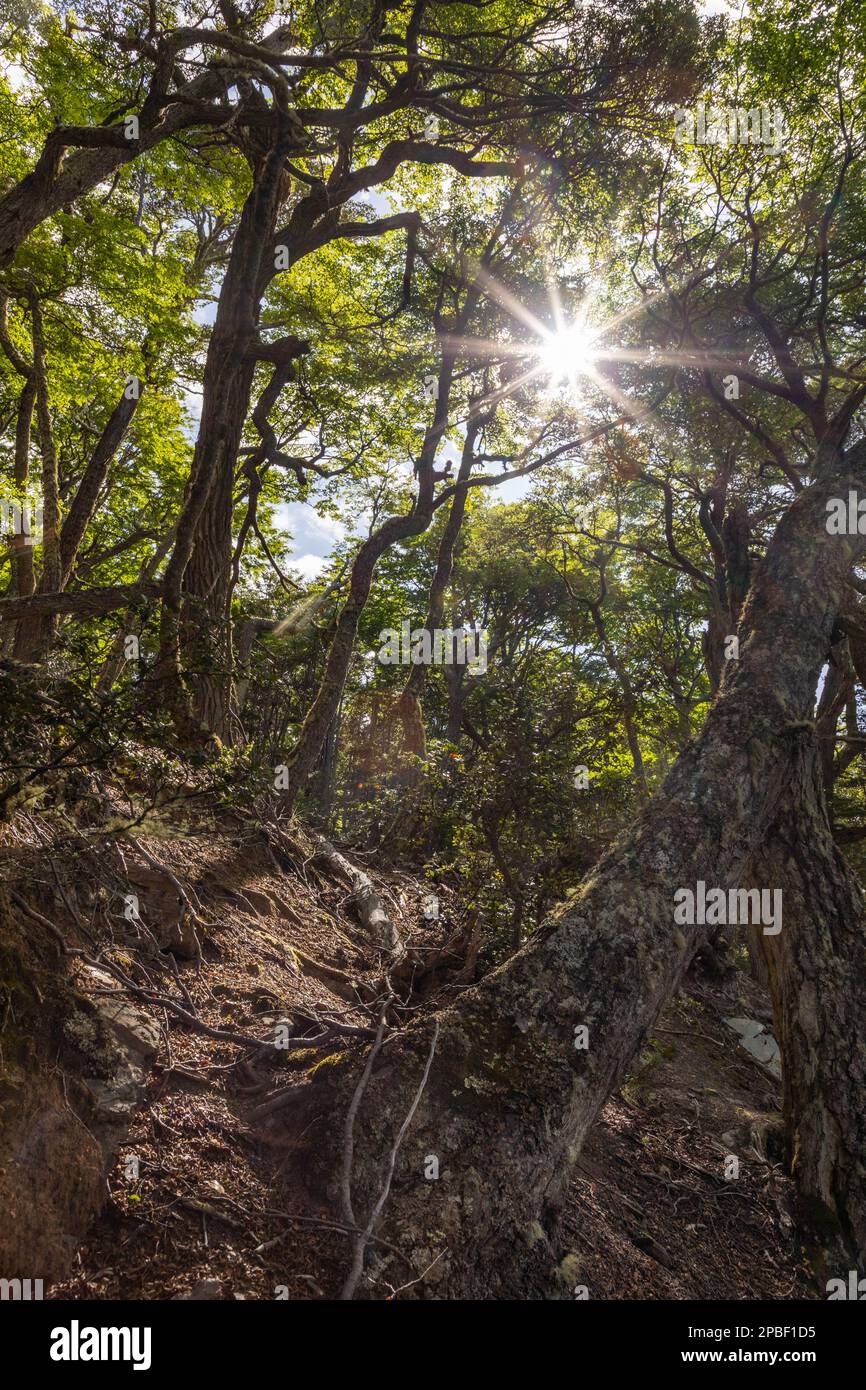 A beautiful forest scene from Tierra del Fuego National Park near ...