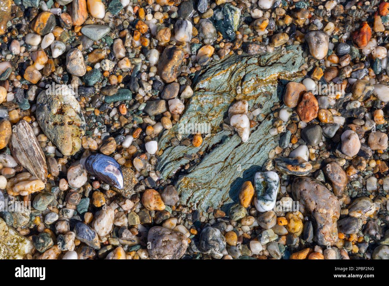Colorful shells and stones glisten in the light on the Beagle Channel ...