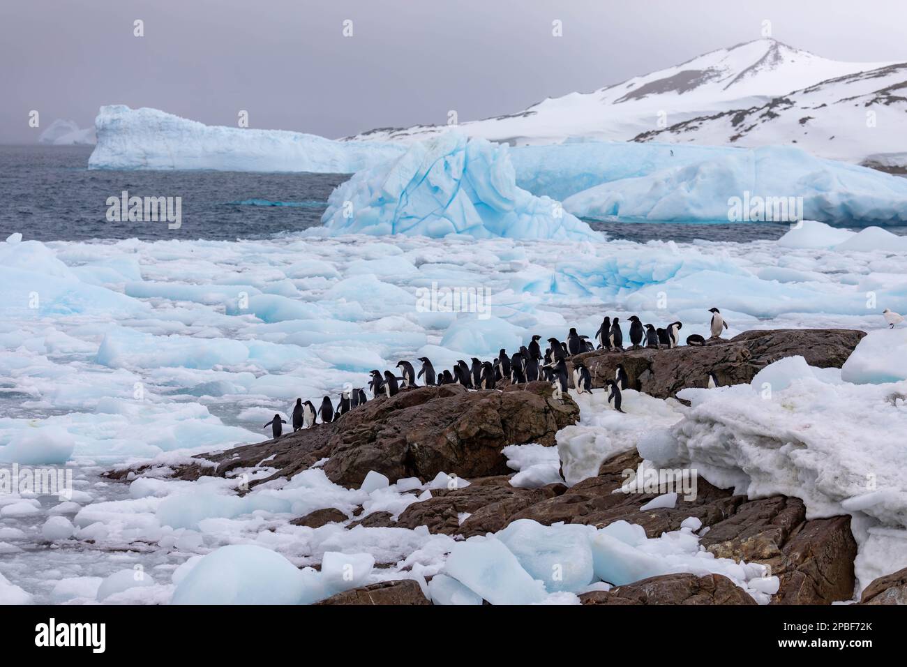 Adelie Penguins gathering on the coast of Antarctica as ice pushes to ...