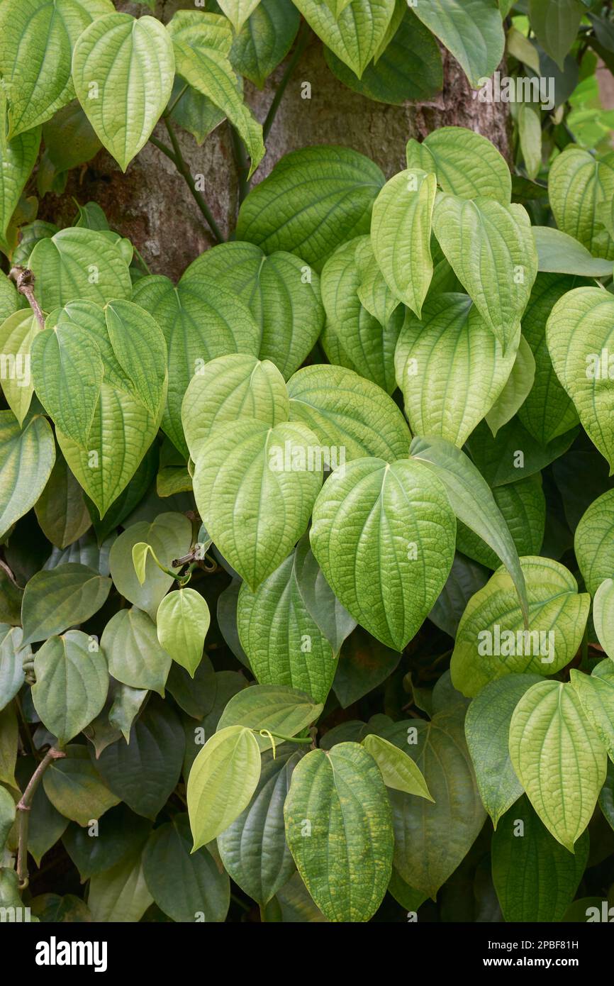 black pepper plant in garden, piper nigrum, flowering vine cultivated ...