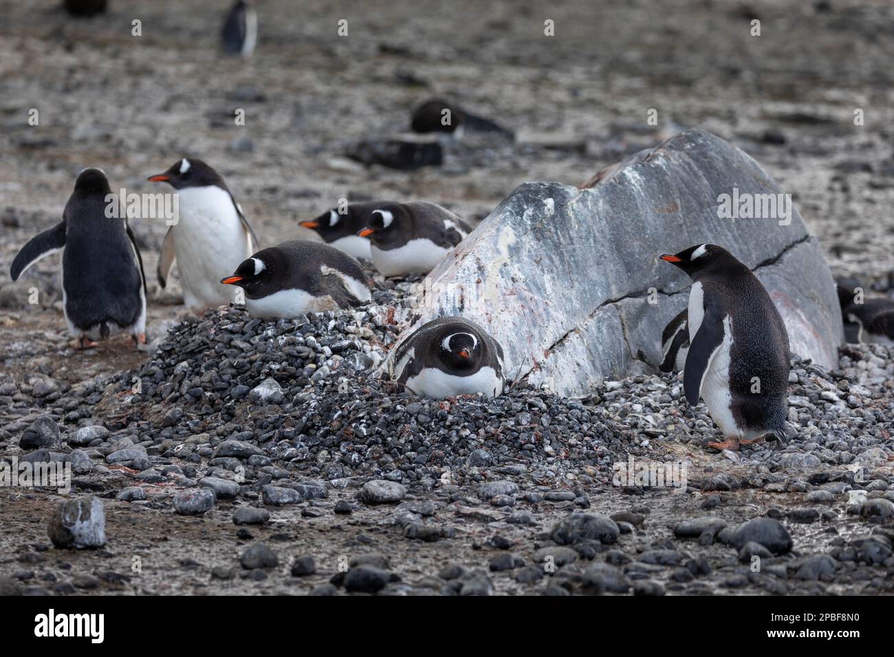 Penguin nests in antarctica hi-res stock photography and images - Alamy