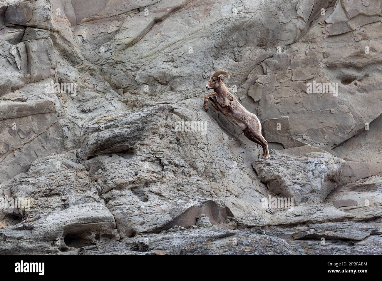 A big horn sheep leaps up a steep rock cliff in the morning daylight in ...
