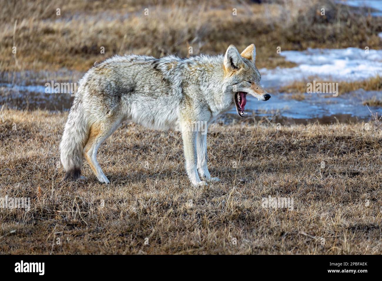 Yawning Coyote in Yellowstone National Park's Lamar Valley as sun sets ...