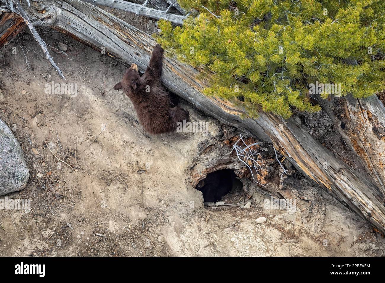 A bear cub plays outside of its den on a warm spring day at Yellowstone ...