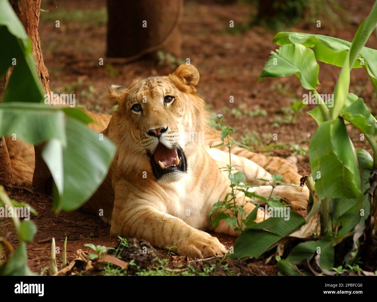 In this photo released by China's official Xinhua news agency, a liger ...